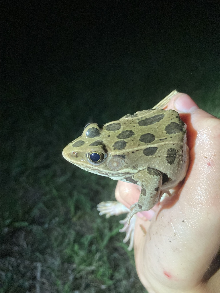 Northern Leopard Frog from Hudson, IL, US on April 12, 2023 at 08:32 PM ...
