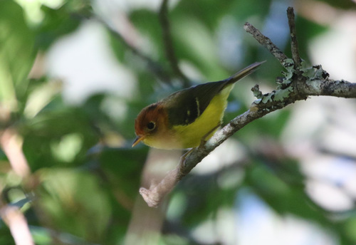 Yellow-breasted Warbler (Seicercus montis) · iNaturalist