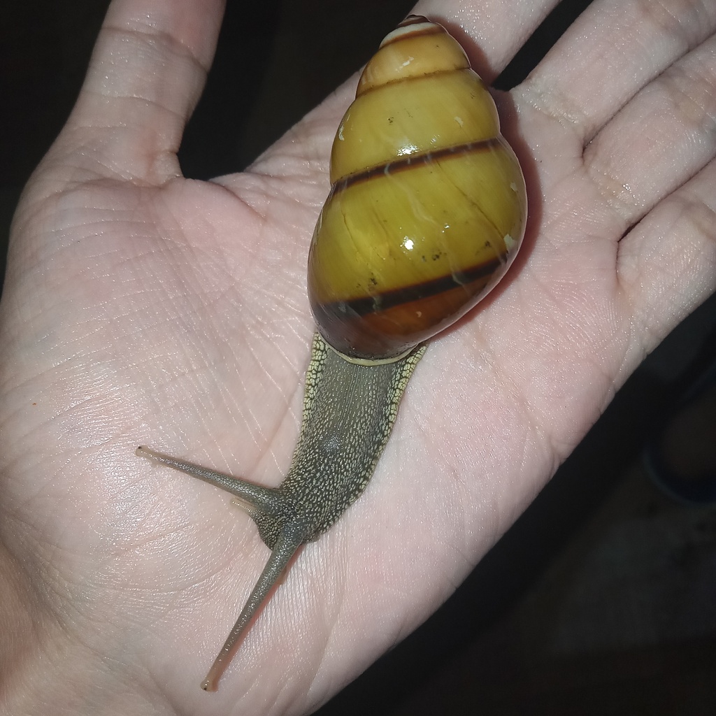 Helicostyla from Iglanot, Sibalom, Antique, Philippines on April 13 ...
