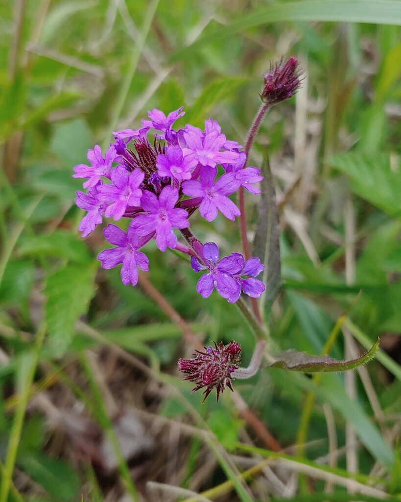 Slender Vervain from Mountain Park, GA, USA on April 13, 2023 at 11:20 ...