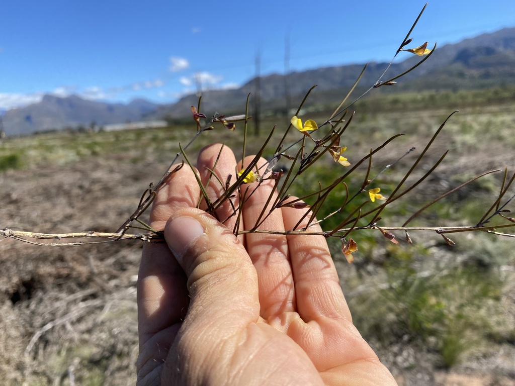 Small Ganna from Cape Winelands District Municipality, South Africa on ...