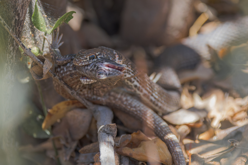Red Coachwhip from Vista De Las Candelas Estates, Catalina Foothills ...