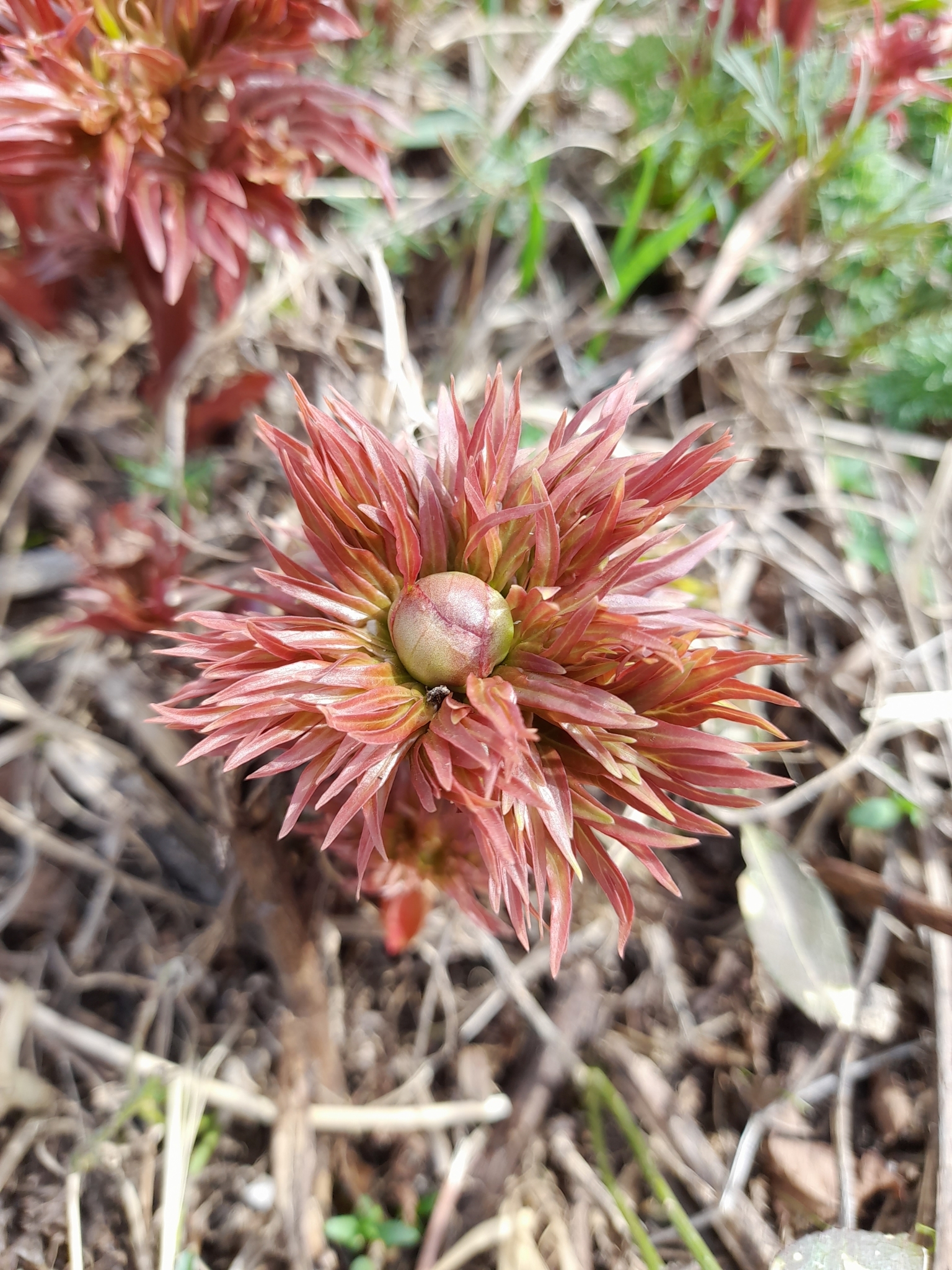 Paeonia intermedia C.A.Mey. ex Ledeb.