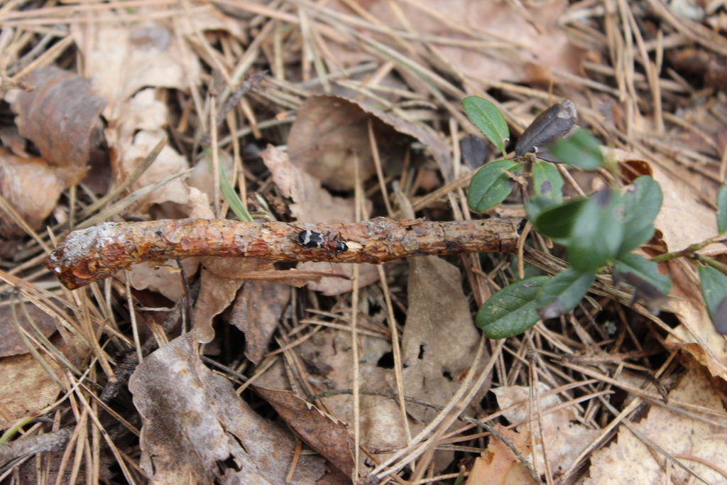 European Red-bellied Clerid from Брянский р-н, Брянская обл., Россия on ...