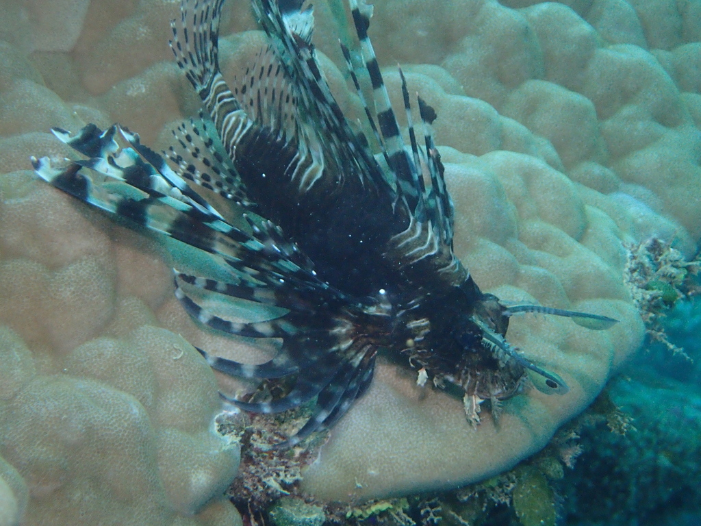 Common Lionfish from Cairns, QLD, Australia on February 26, 2023 at 11: ...
