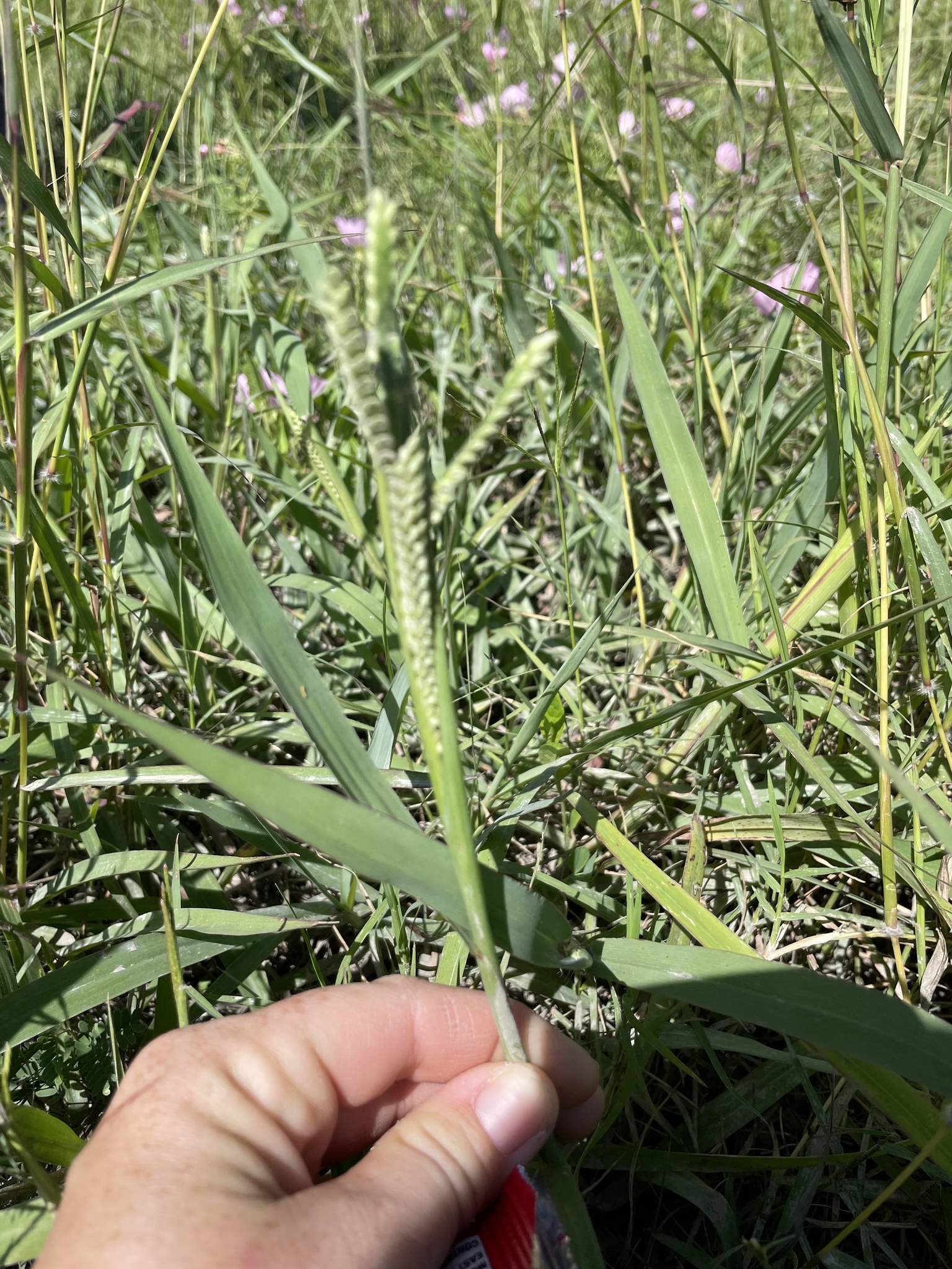 Paspalum pubiflorum Rupr. ex E.Fourn.