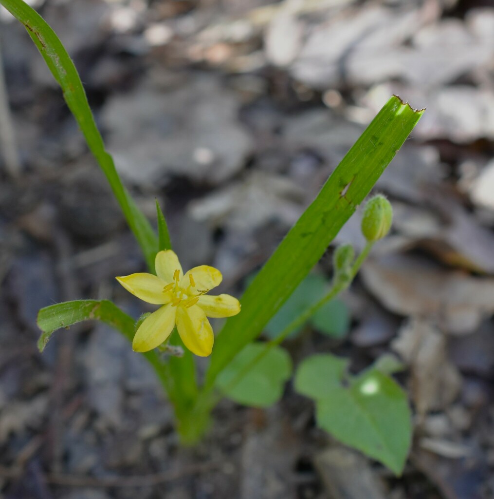 yellow star grass from Dekalb County, GA, USA on April 10, 2022 at 10: ...