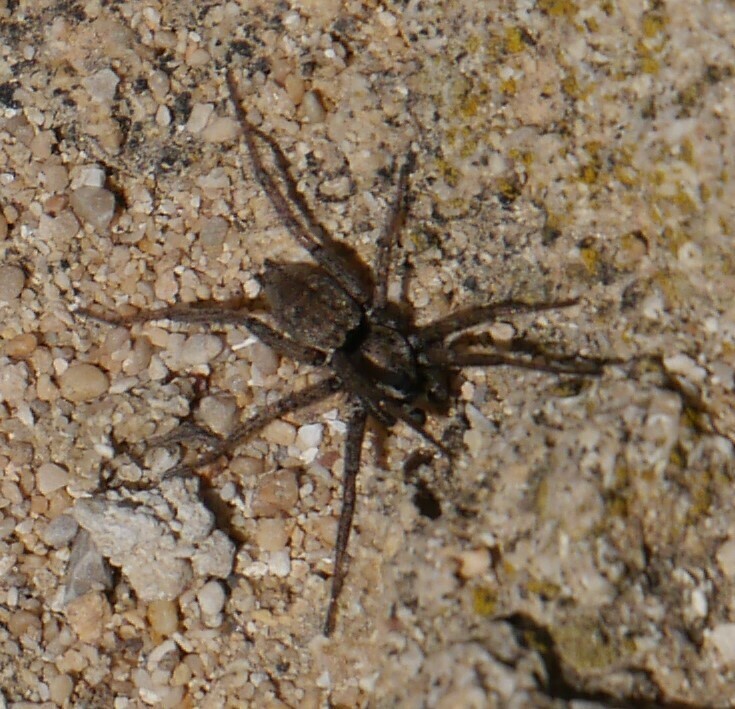 Nomisia Ground Spiders from Playa de Palma, Palma, Islas Baleares ...