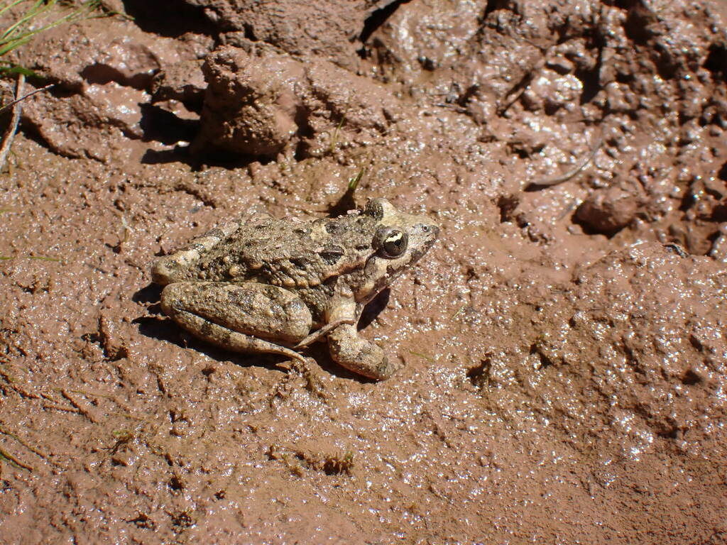 Painted Frogs from Province de Taza, Maroc on March 25, 2023 at 11:39 ...