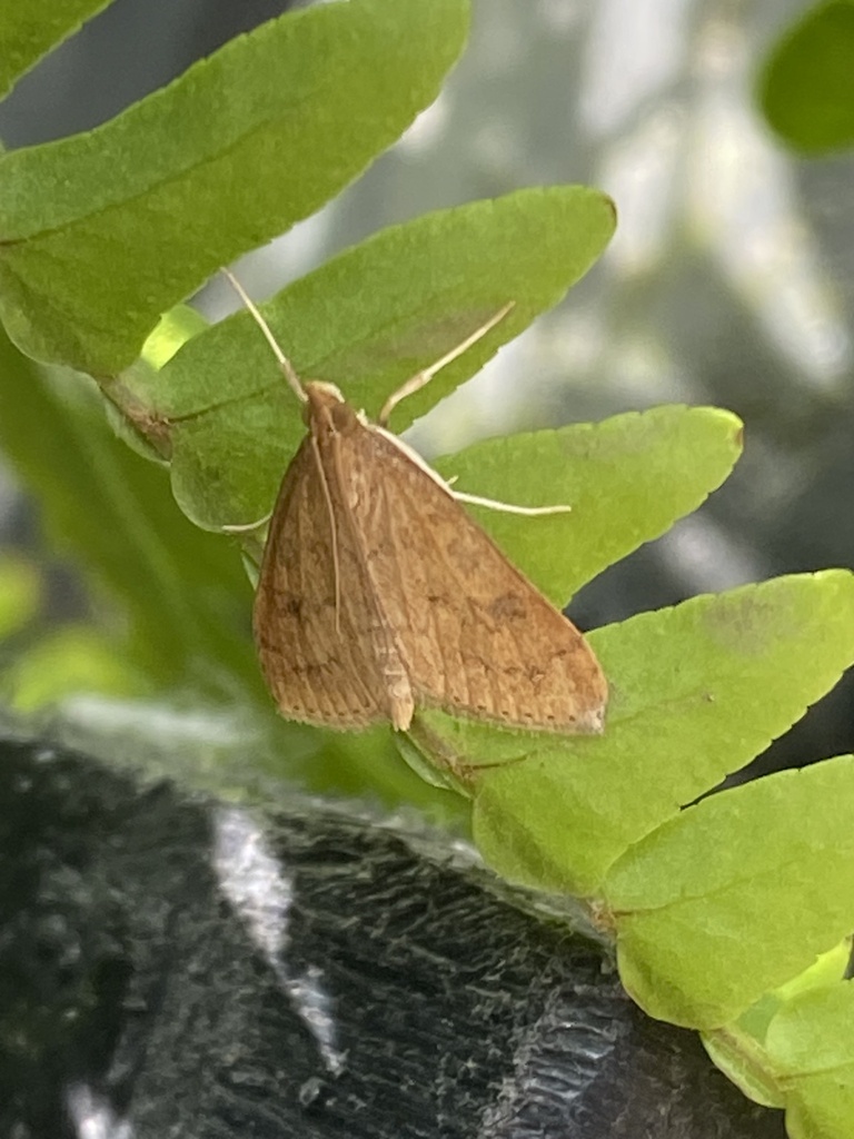 Celery Leaftier Moth from Traders Way, Thompson's Station, TN, US on ...