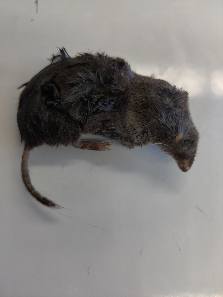 Northern Short-tailed Shrew from Archbold Gymnasium, Syracuse, NY 13210 ...