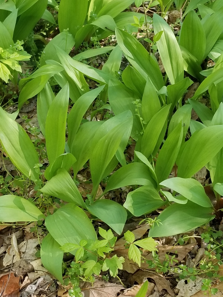 small white leeks from Great Falls, VA, USA on April 13, 2023 at 09:07 ...