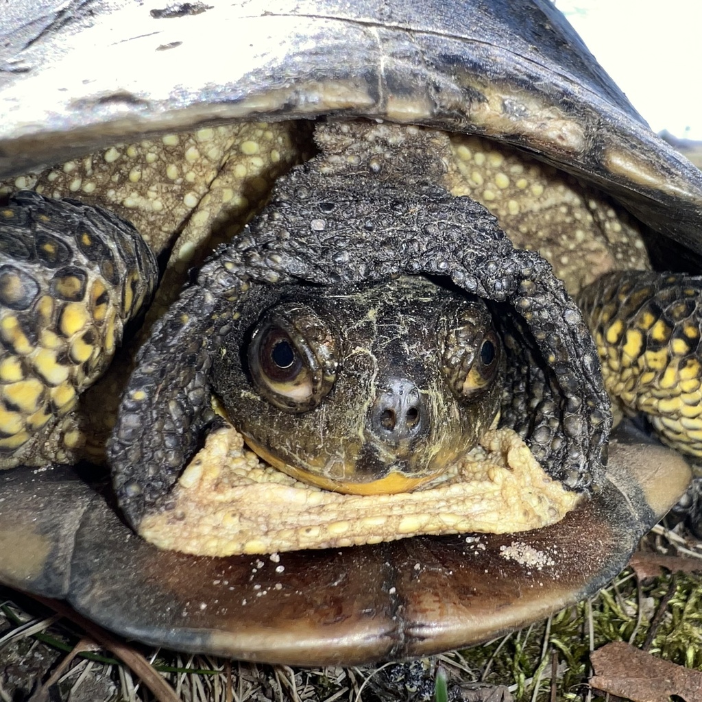 Blanding's Turtle in April 2023 by JanetteMartin. Classic pose photo 3 ...