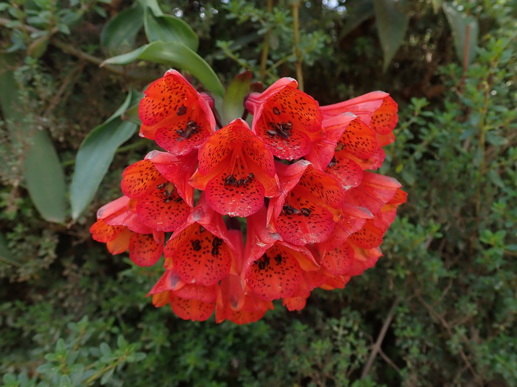 Bomarea formosissima from Carrasco, Bolivia on December 13, 2022 at 11: ...