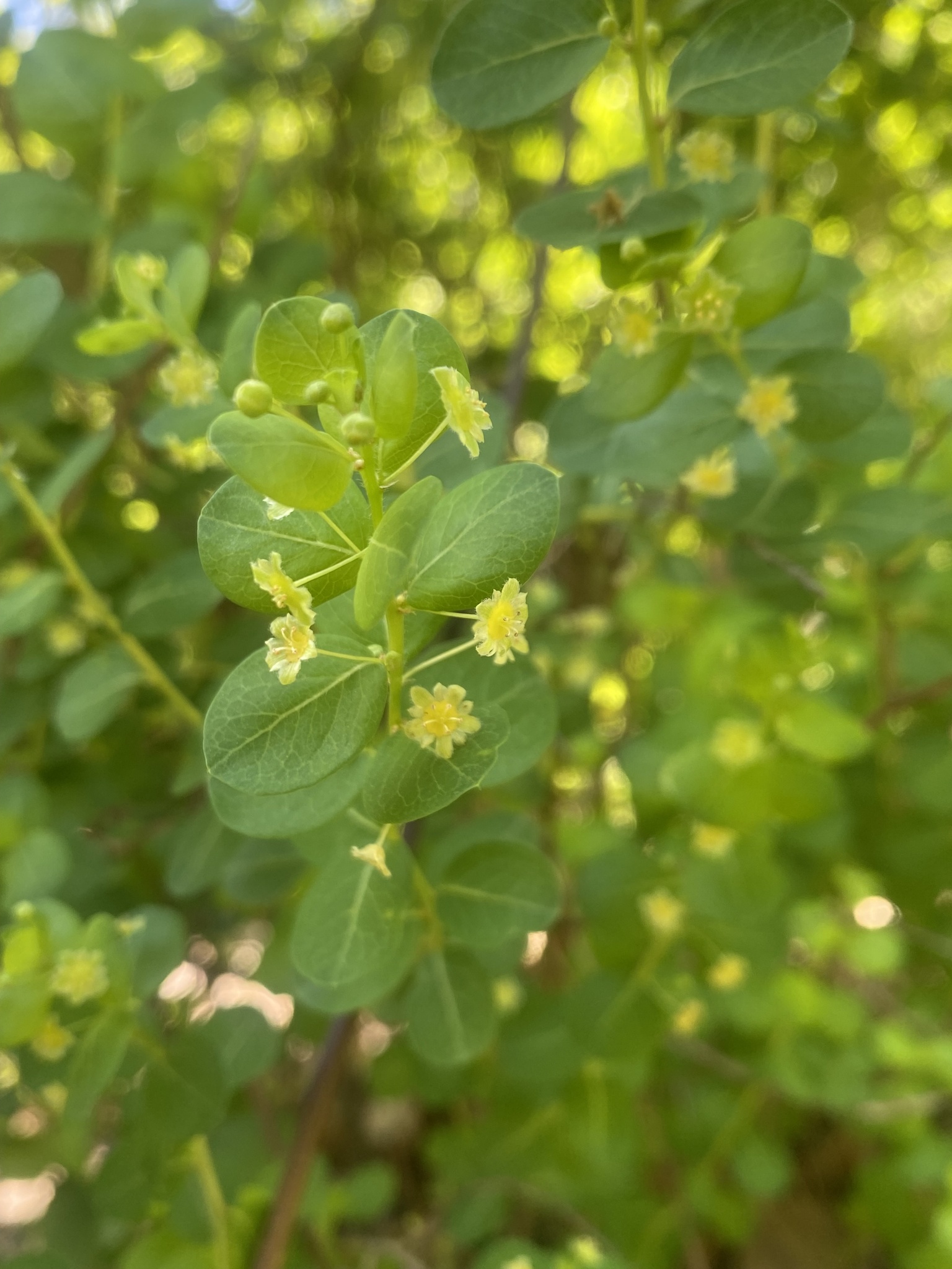 Phyllanthopsis phyllanthoides (Nutt.) Voronts. & Petra Hoffm.