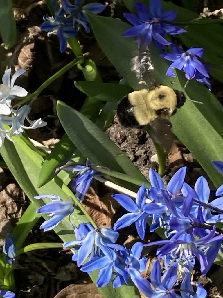Rusty-patched Bumble Bee in April 2023 by Sam Malone. Spotted by Laurie ...