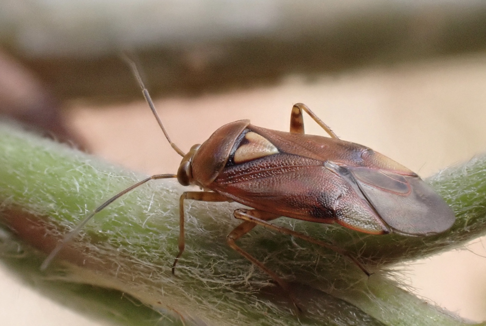 Lygus pratensis (Linnaeus, 1758)