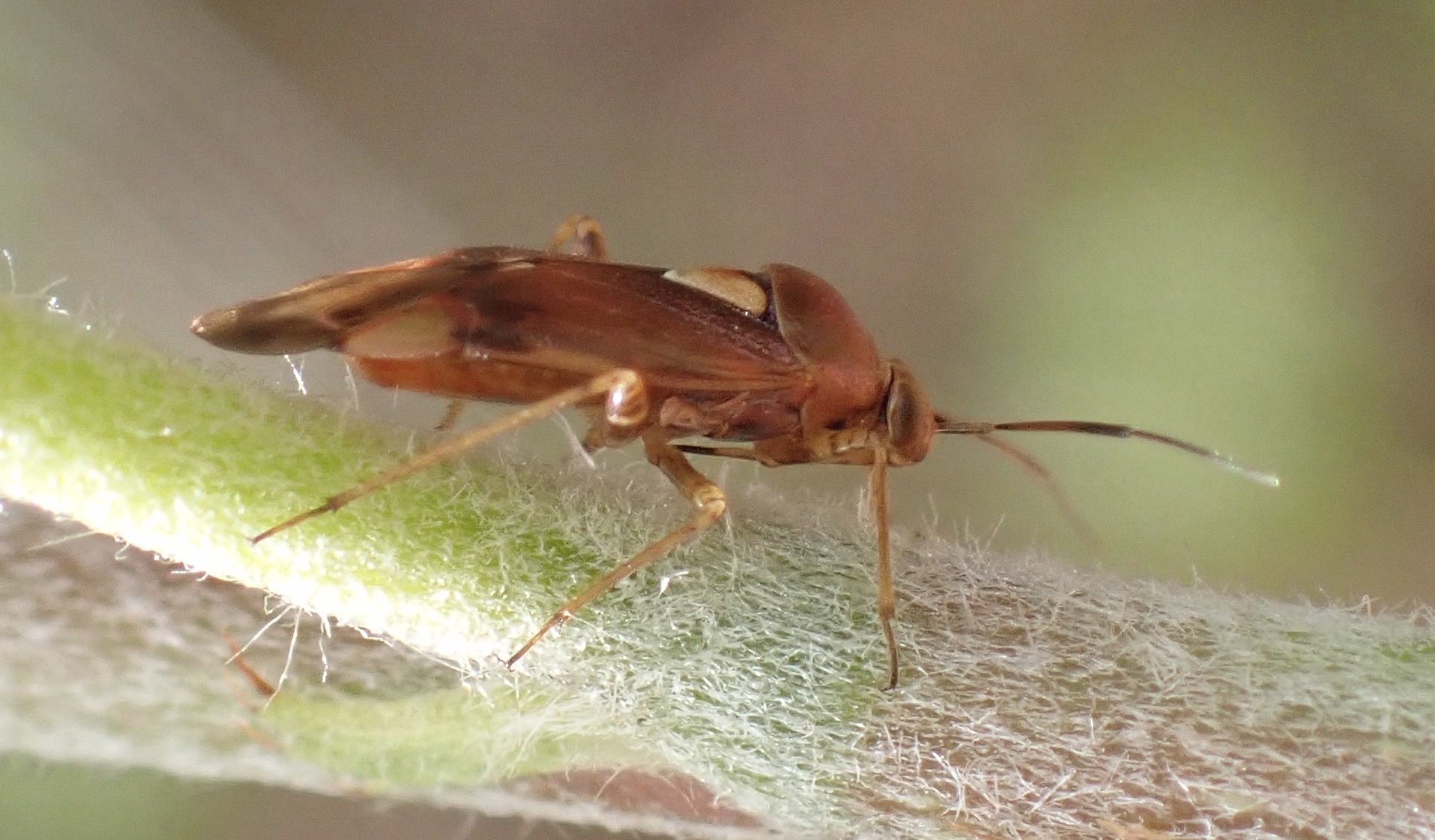 Lygus pratensis (Linnaeus, 1758)