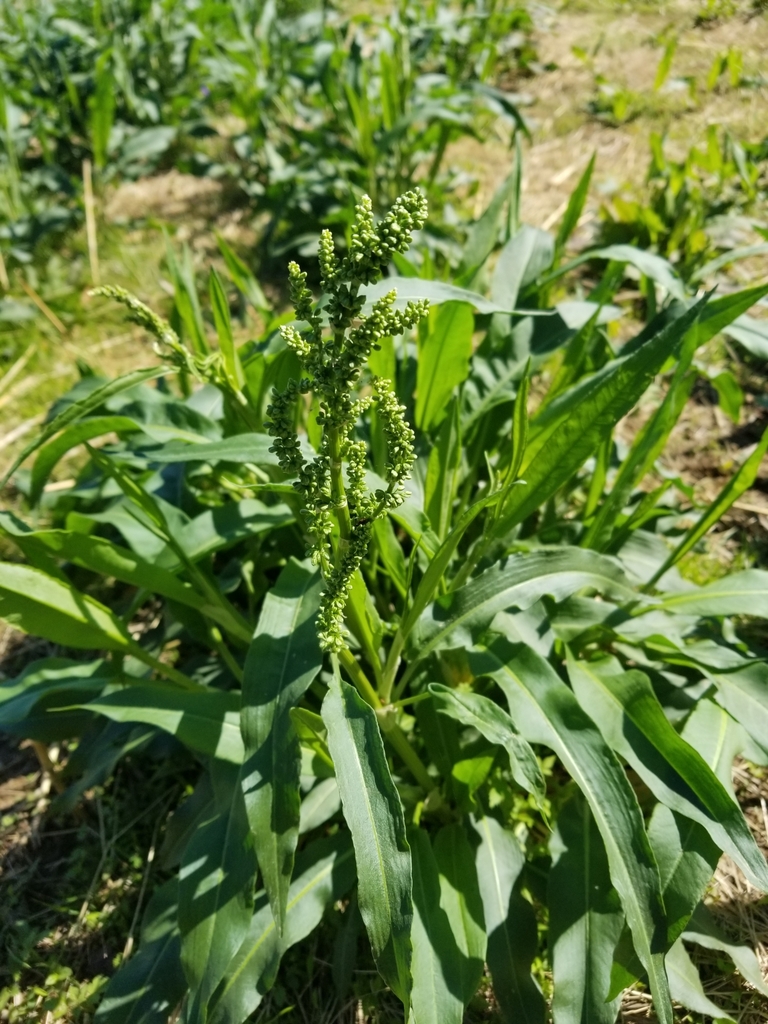 swamp dock from Great Falls, VA, USA on April 13, 2023 at 10:33 AM by ...