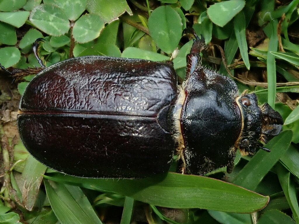 Sphaenognathus garleppi from Carrasco, Bolivia on December 14, 2022 at ...