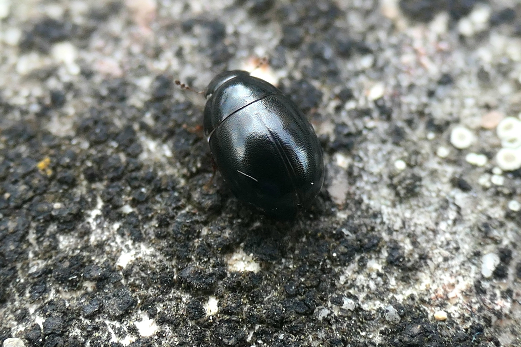 Coelostoma orbiculare (Fabricius, 1775)