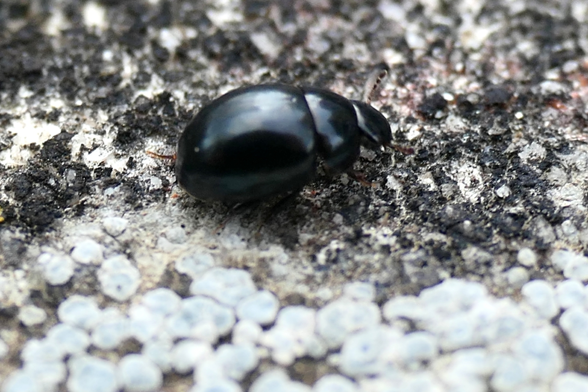 Coelostoma orbiculare (Fabricius, 1775)