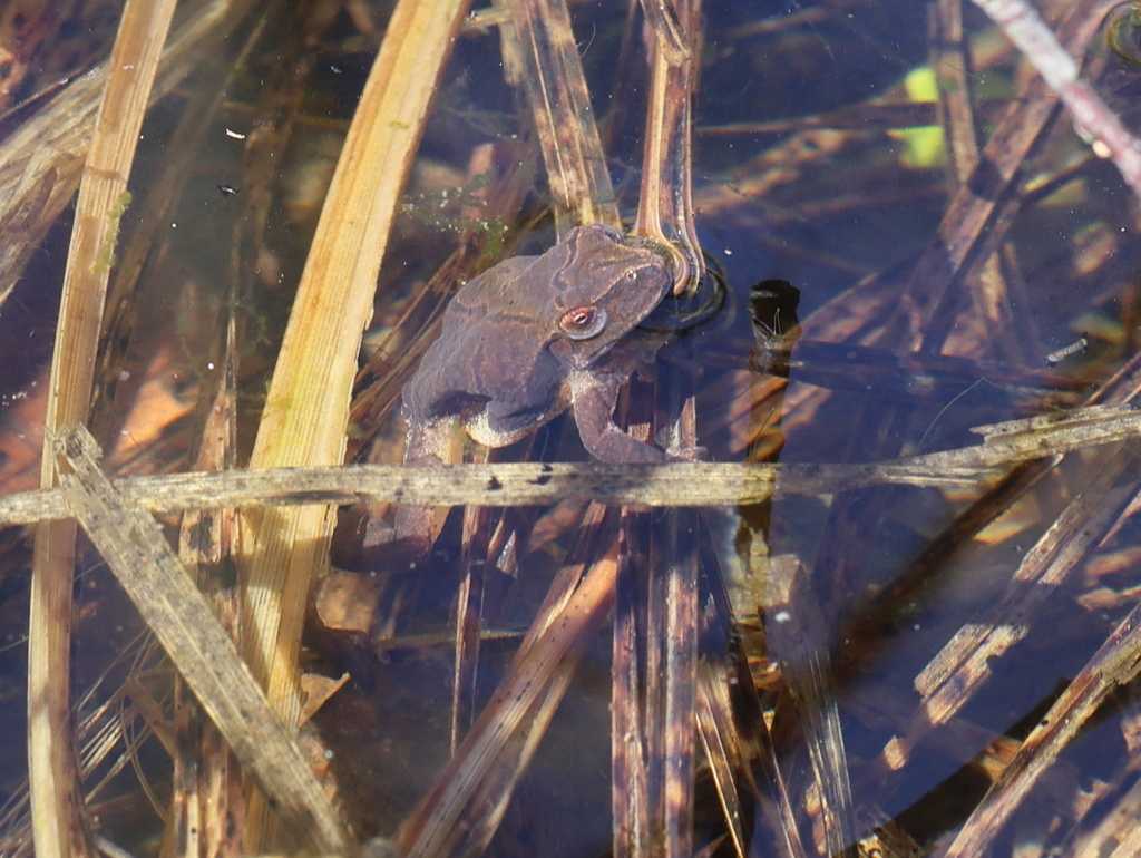 Spring Peeper from Greene County, OH, USA on April 13, 2023 at 10:38 AM ...