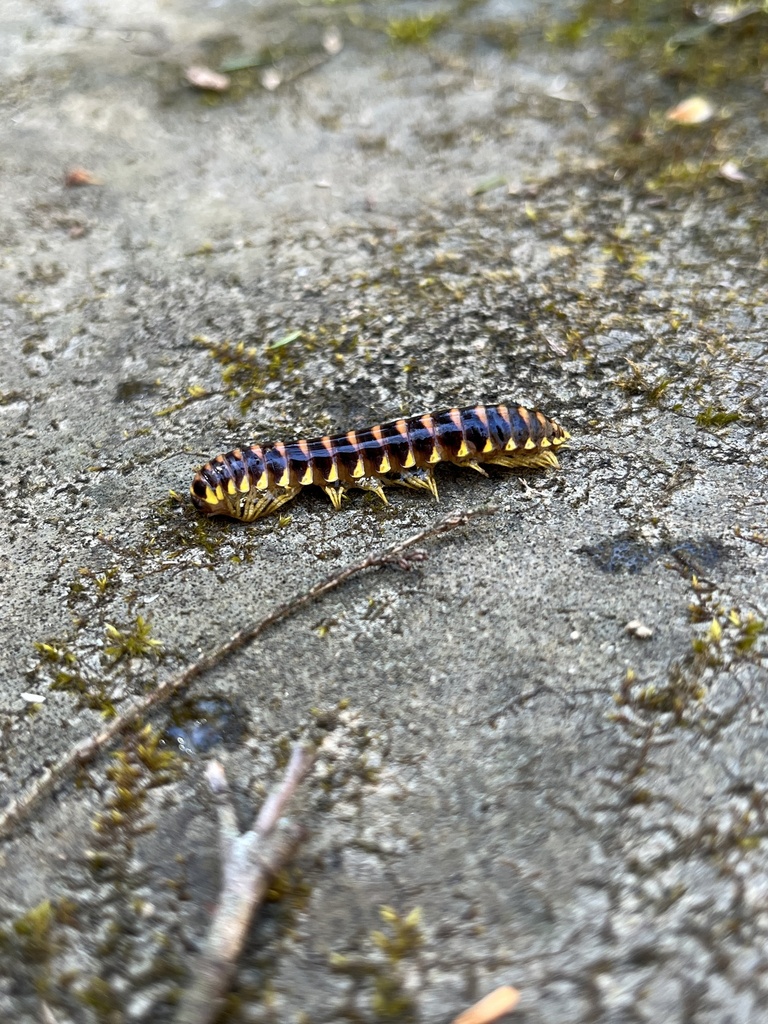 Traveling Cherry Millipede from Cuyahoga Valley National Park ...