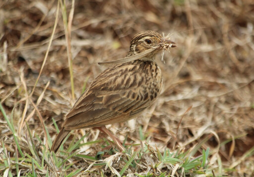 Jerdon's Bushlark from Kengeri Satellite Town, Bengaluru, Karnataka ...