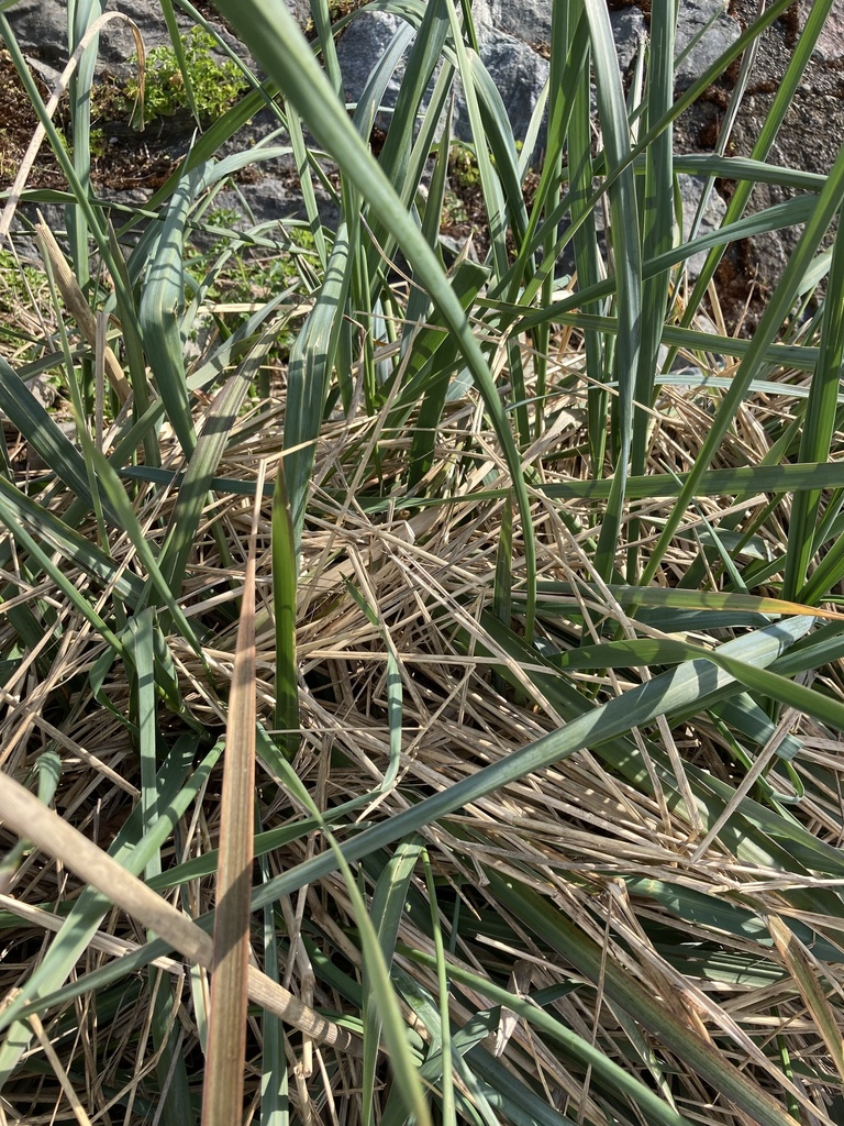 reed canary grass from St Charles St, Victoria, BC, CA on April 13 ...