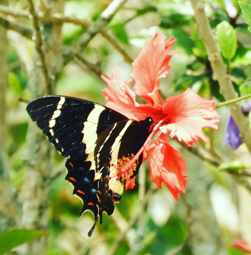 Magnificent Swallowtail from Carretera a Chichimecas, Villa Canales ...