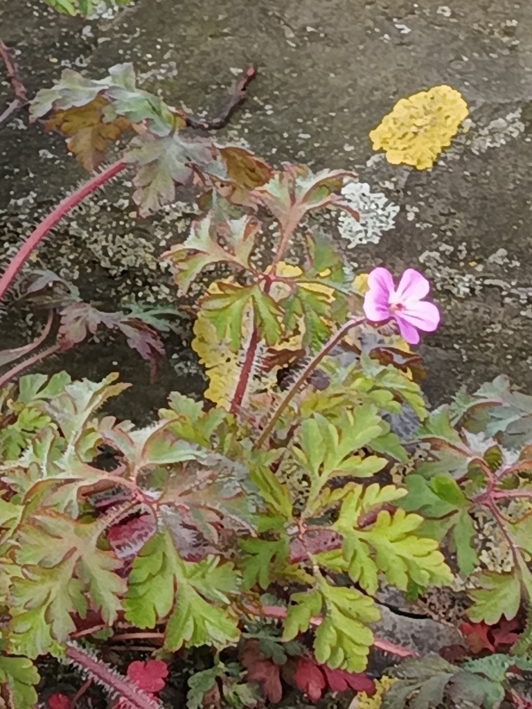 Herb Robert from Das Partyschiff, 50996 Köln, Germany on April 13, 2023 at 05:10 PM by D. N ...