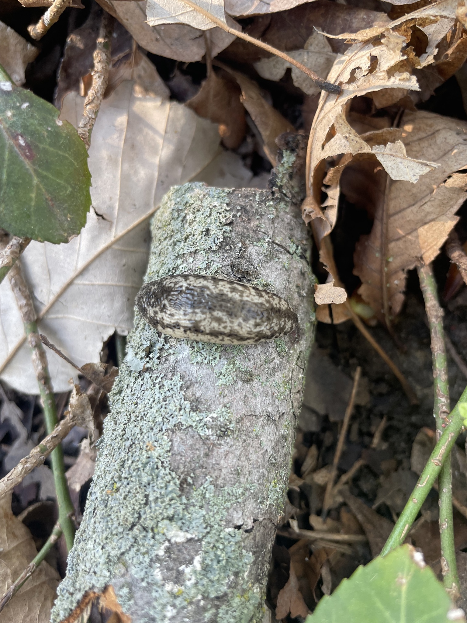 Philomycus togatus (A.Gould, 1841)