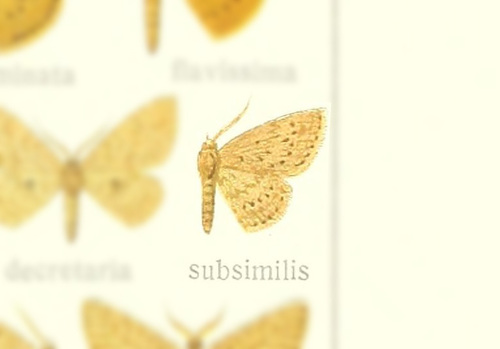 Perixera subsimilis · iNaturalist