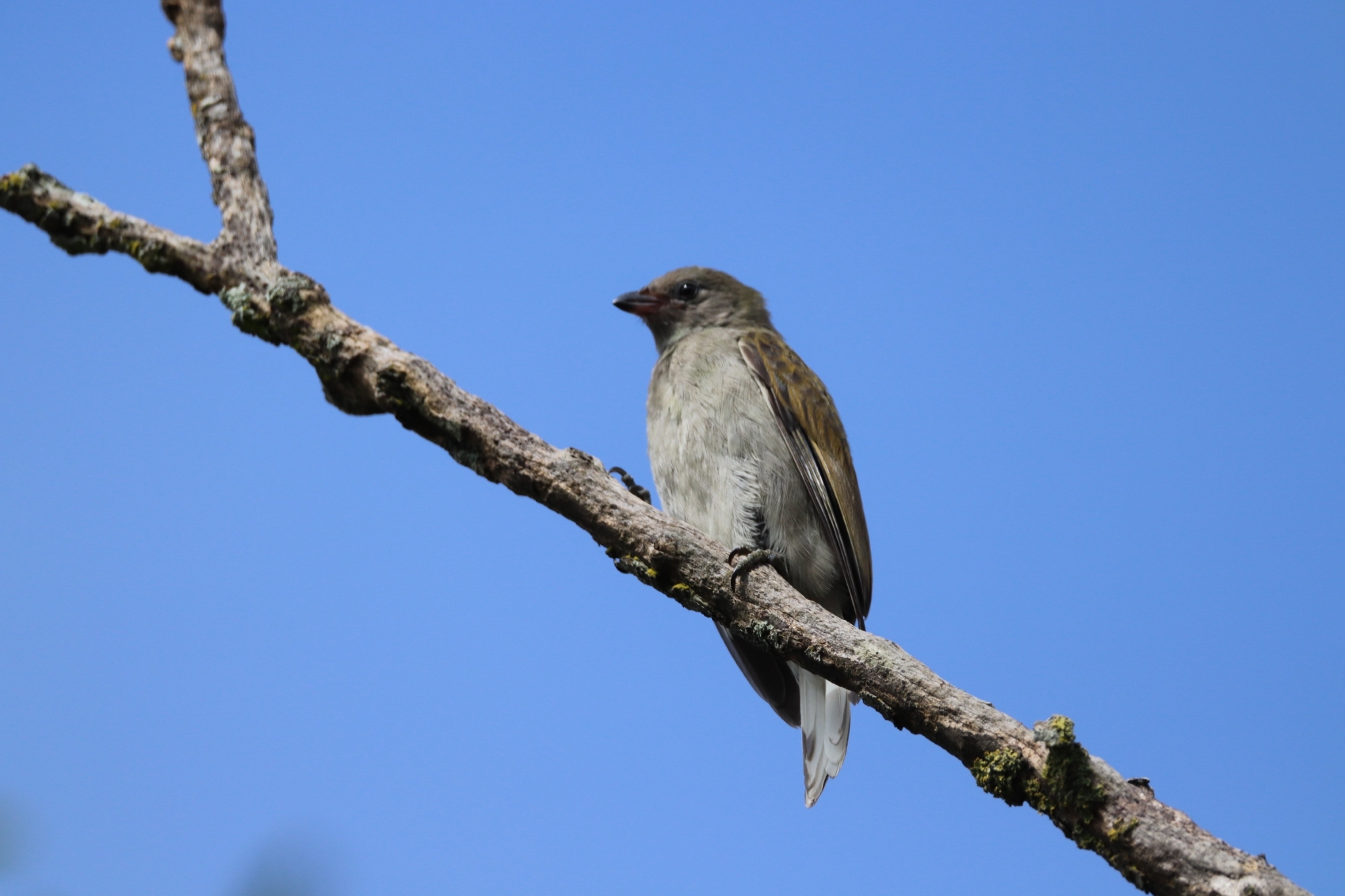 Indicator minor Stephens, 1815