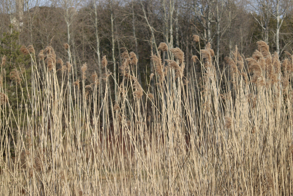 common reed from Caledon Village, ON, Canada on April 10, 2023 at 05:45 ...