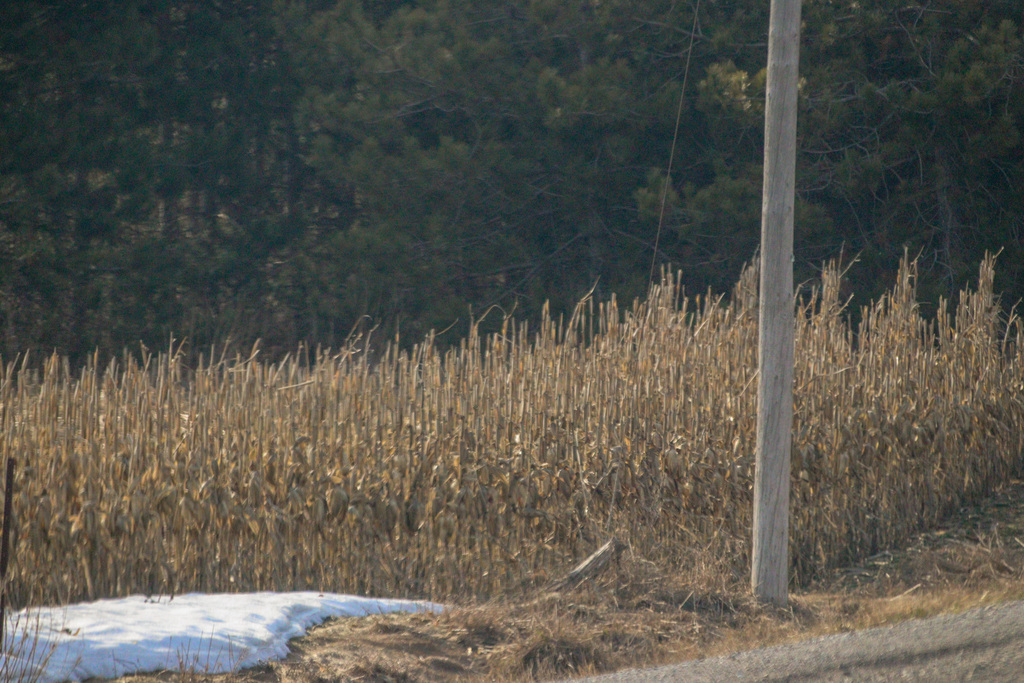 Maize from Regional Municipality of Peel, ON, Canada on April 10, 2023 ...