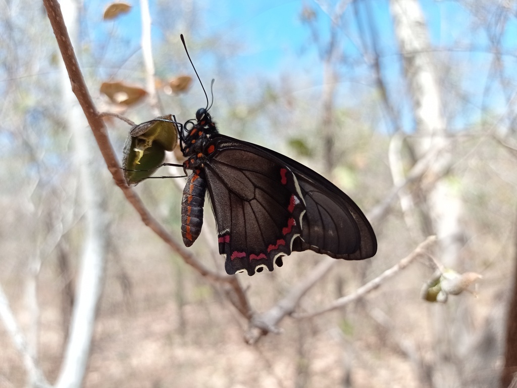 Polydamas Swallowtail from San Ignacio, Sin., México on March 23, 2023 ...