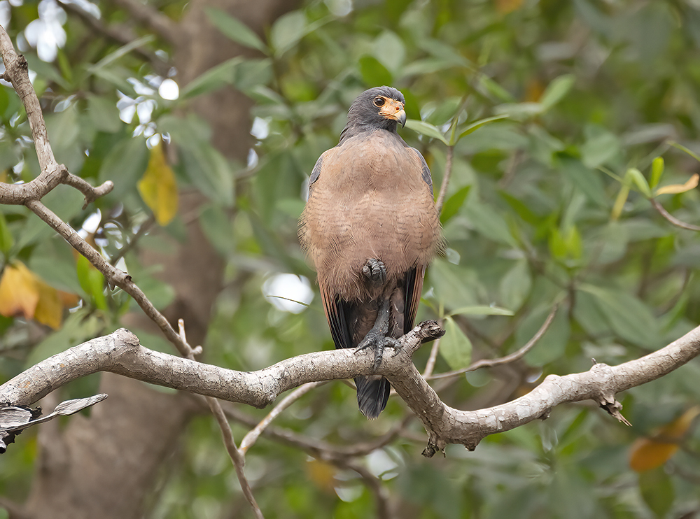Rufous Crab Hawk in April 2023 by Nereston (Nelinho) Camargo · iNaturalist