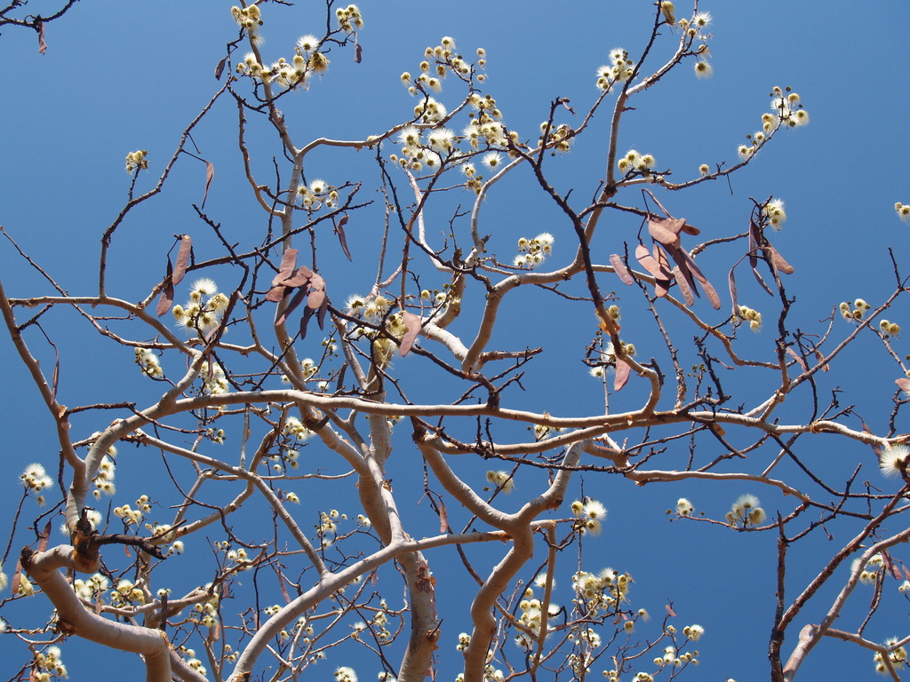 Albizia tanganyicensis from Serowe, Botswana on September 25, 2012 by ...