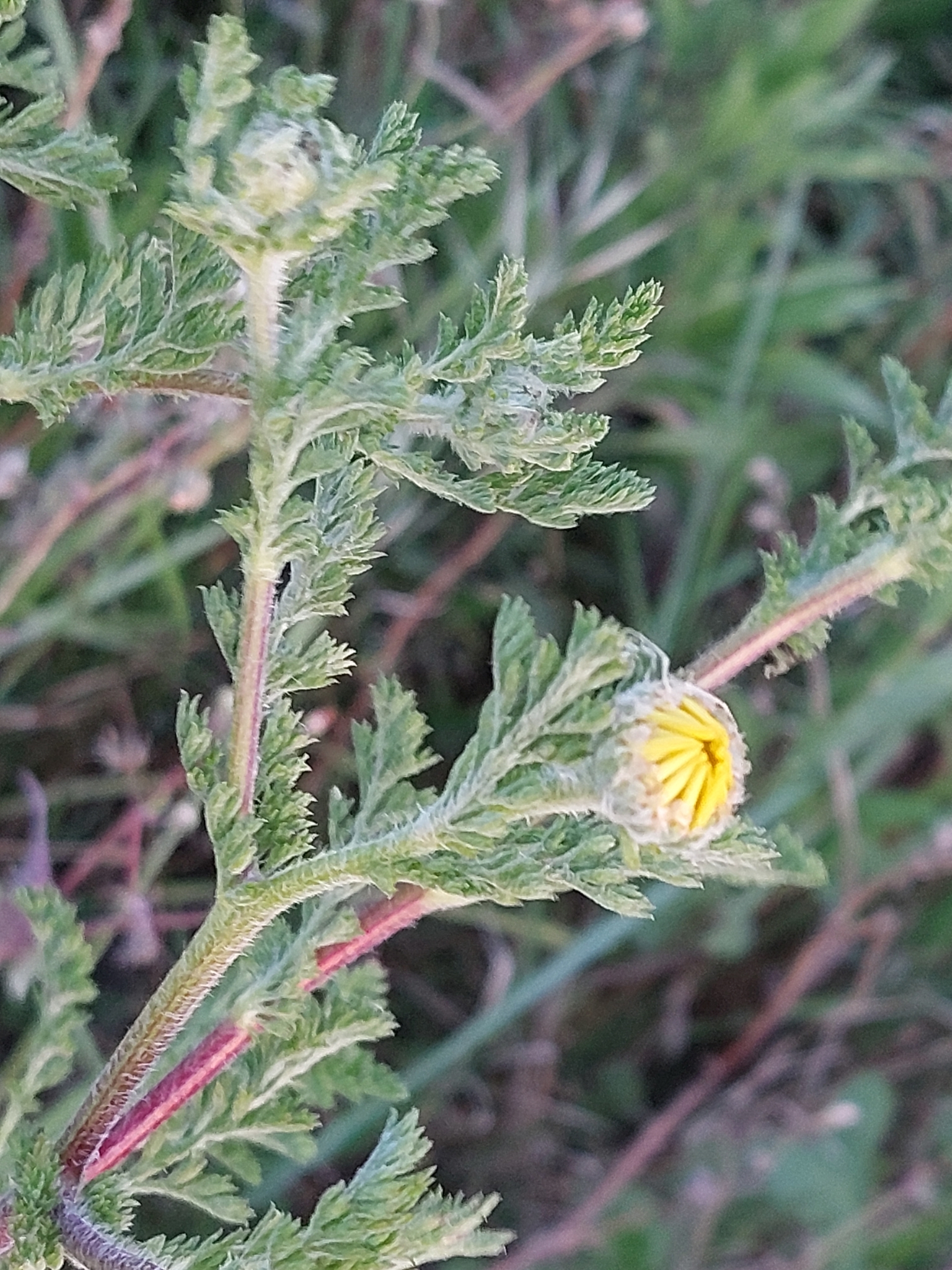 Anacyclus radiatus Loisel.