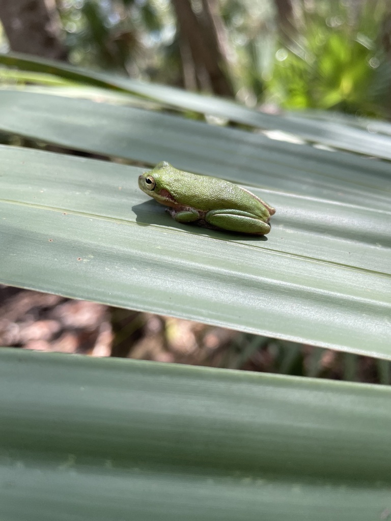 Squirrel Treefrog from Orange County, US-FL, US on April 13, 2023 at 11 ...