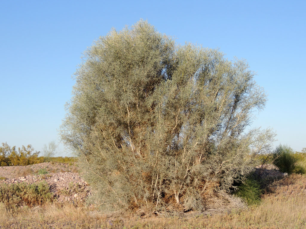 Smoke Tree from sw of Gila Bend, Maricopa Co., Arizona, USA on April 11 ...