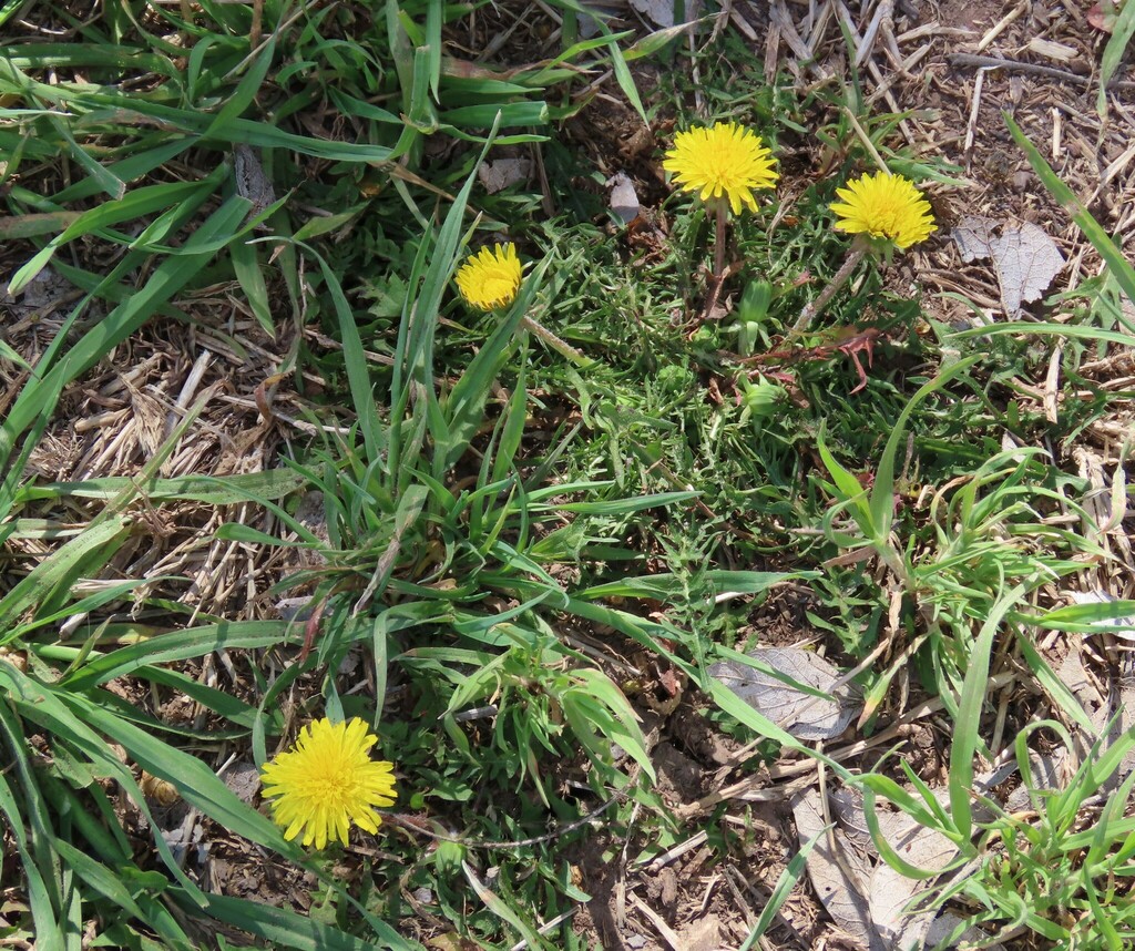 common dandelion from 150 Blue Heaven Road, Patagonia, AZ 85624, USA on ...