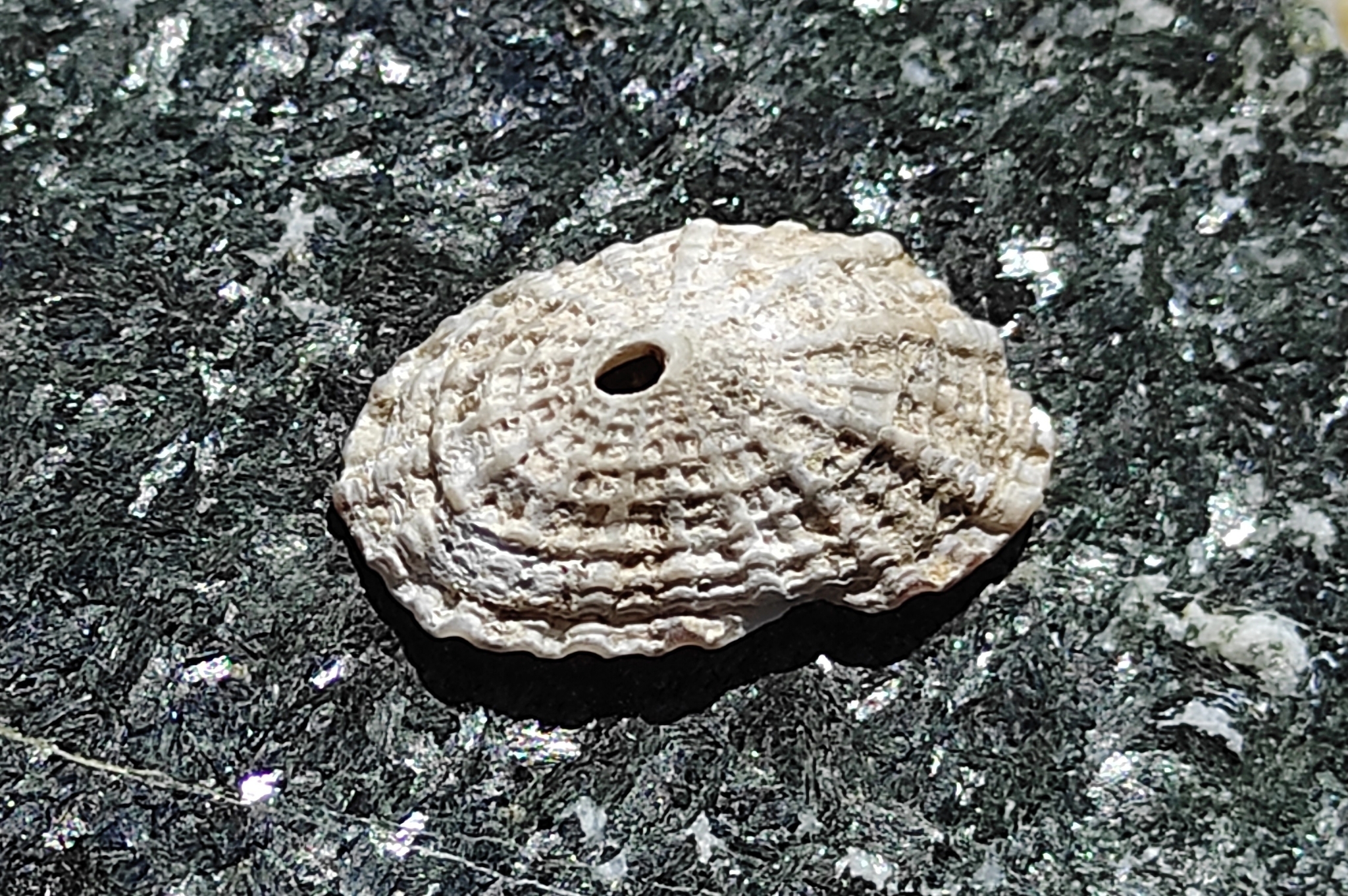 Diodora graeca (Linnaeus, 1758)