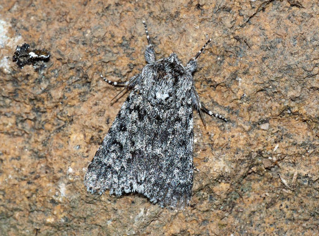 Sweet Gale Moth from Aliseda de Tormes, Ávila, España on April 4, 2023 ...