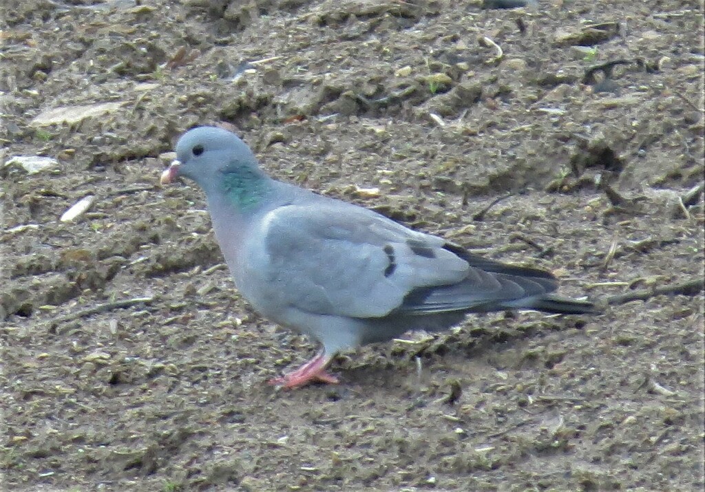 Stock Dove from South Yorkshire, UK on April 13, 2023 at 07:49 AM by ...