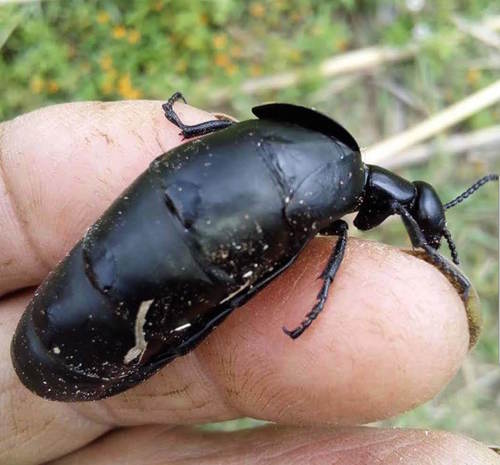 Meloe laevis (Meloid Beetles of the United States) · iNaturalist