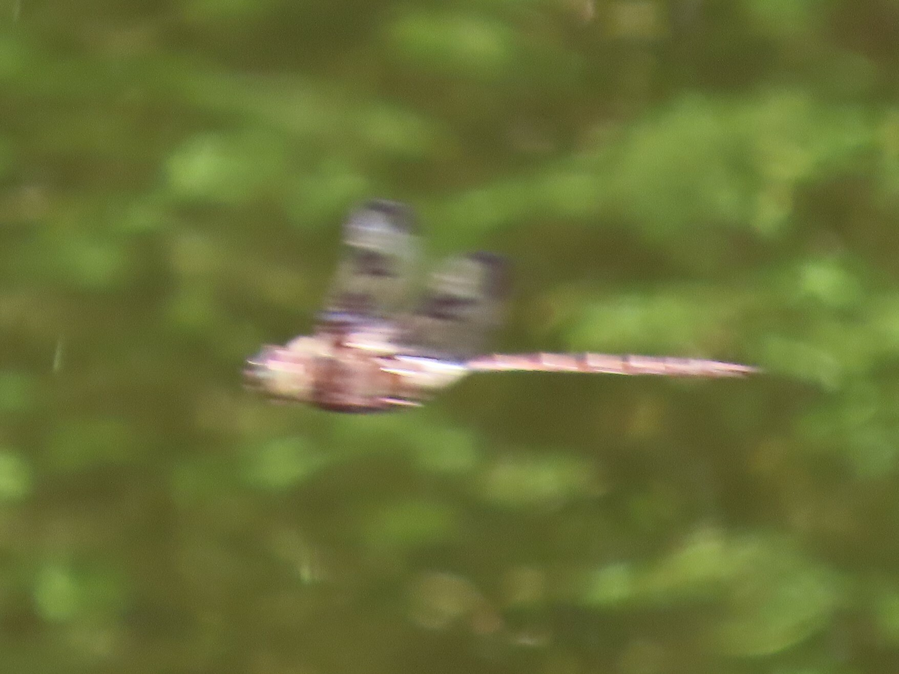 Epitheca princeps Hagen, 1861