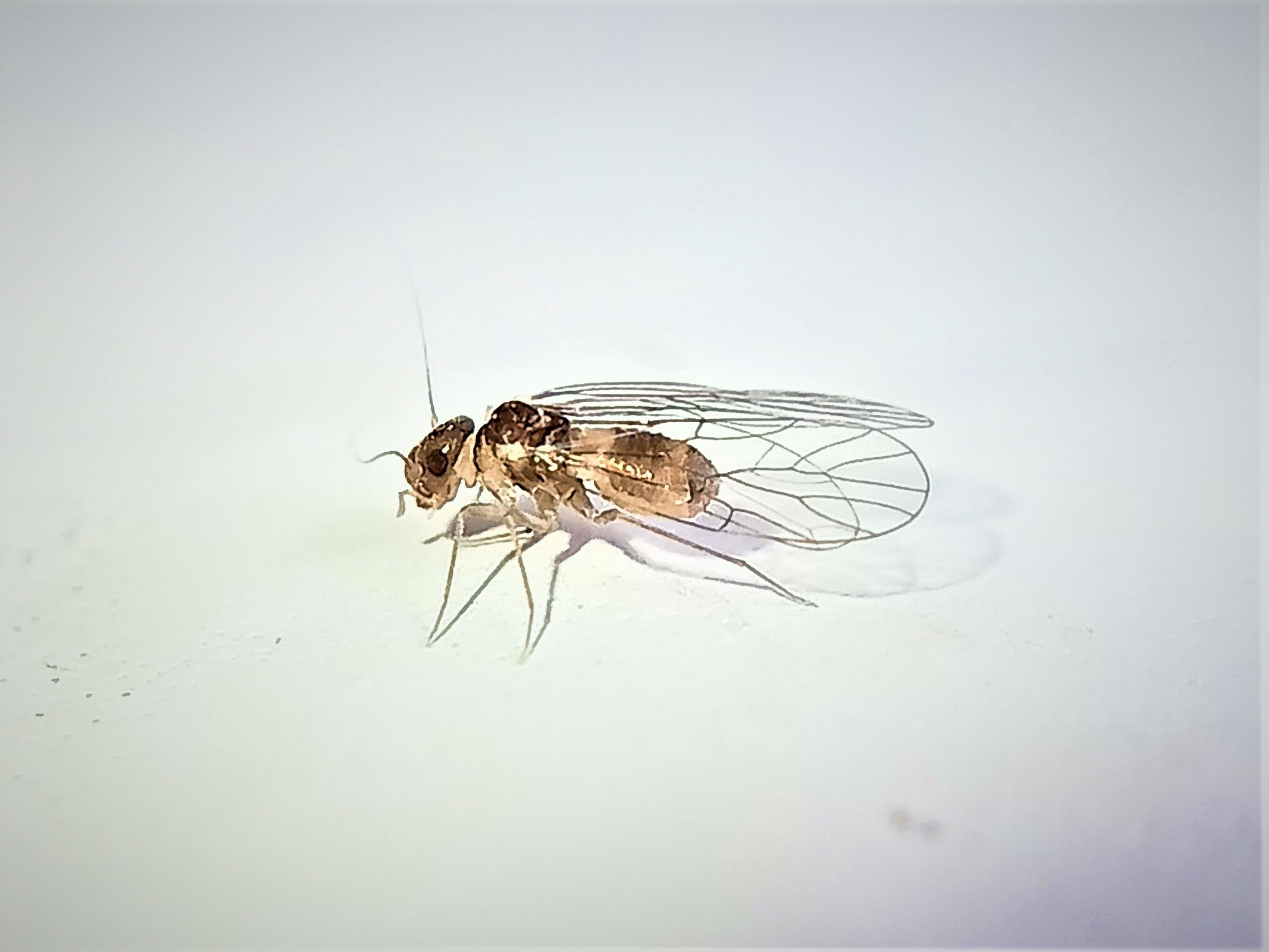 Psyllipsocus ramburii Selys-Longchamps, 1872